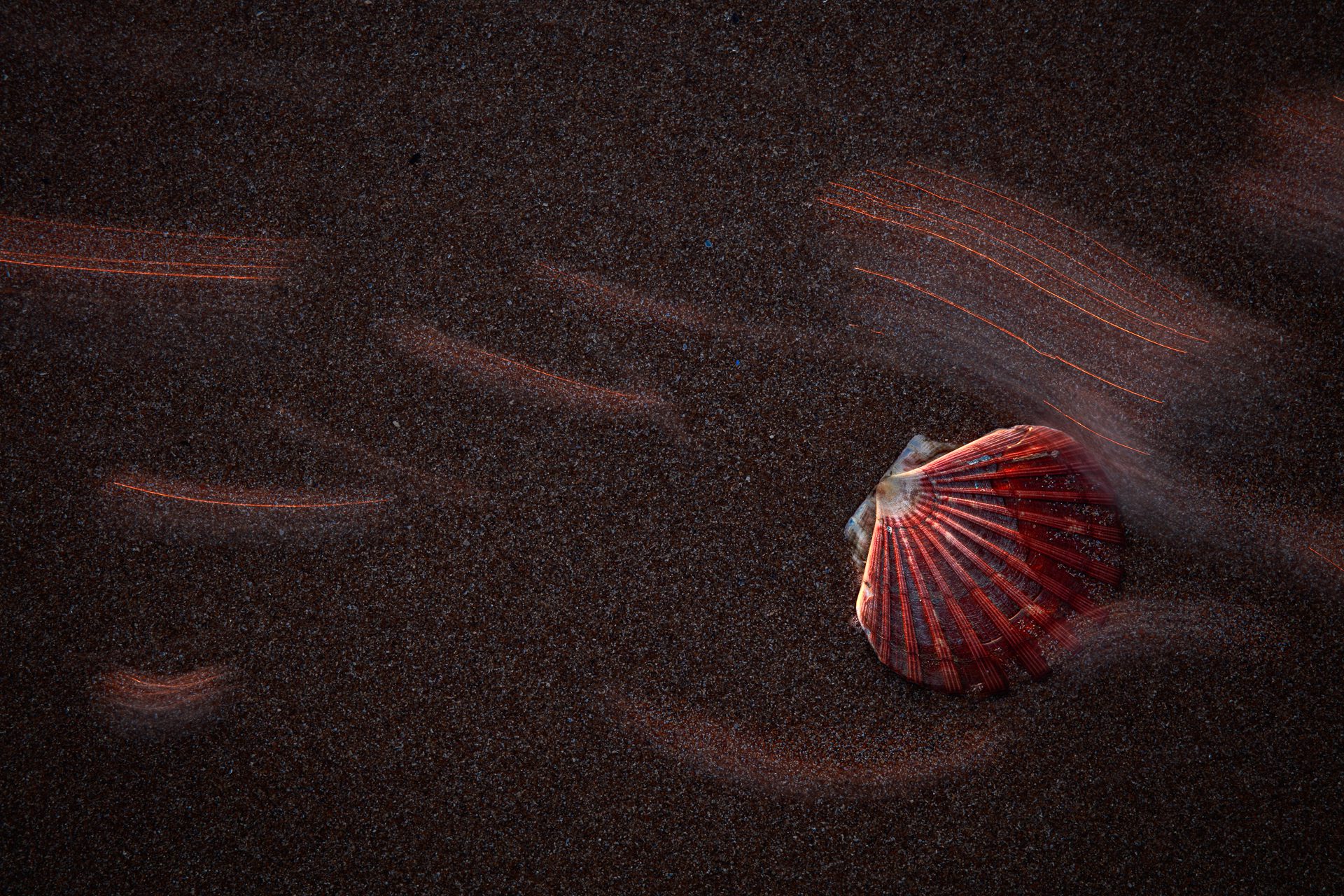 Ghost in the Shell - Rachael Talibart